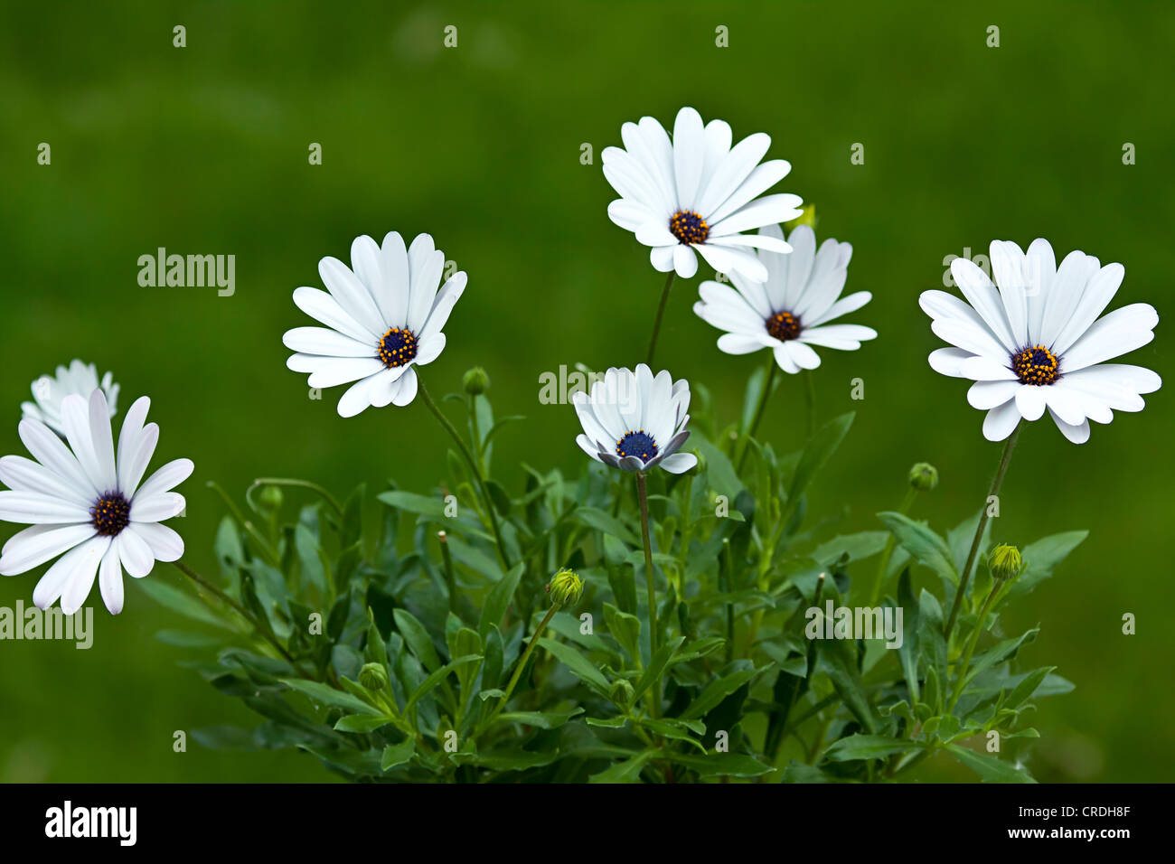 Osteospermum, the African daisy,Calenduleae,Blue-eyed Daisy Stock Photo ...