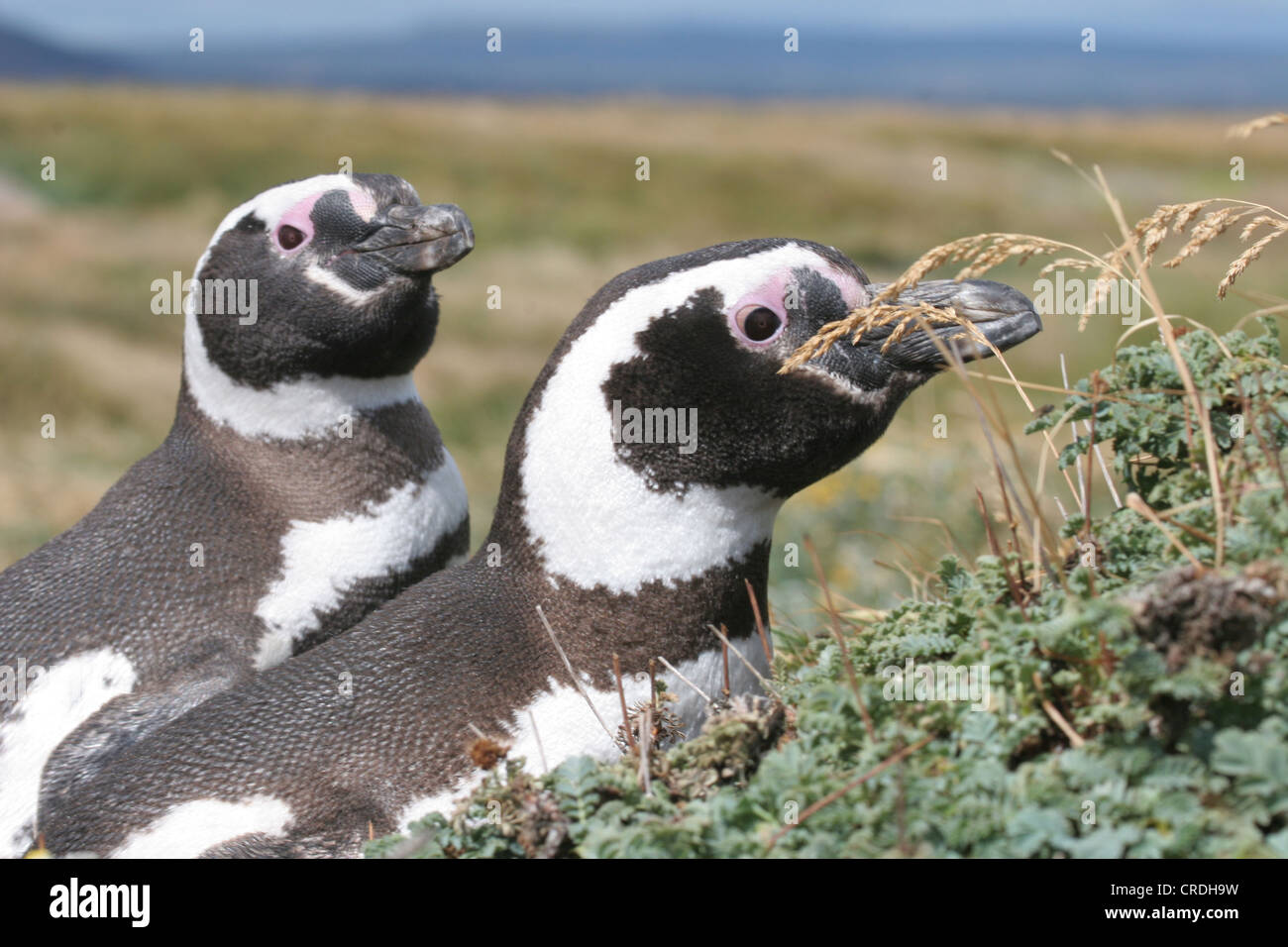 Sit nest hi-res stock photography and images - Alamy