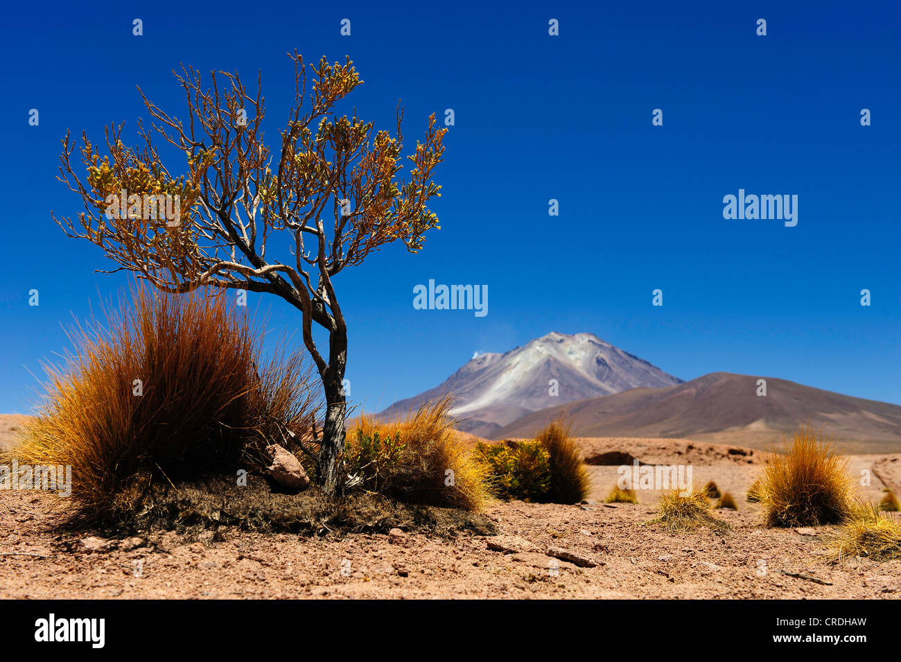 Peruvian Feather Grass (Stipa ichu) with trees in front of a volcano ...