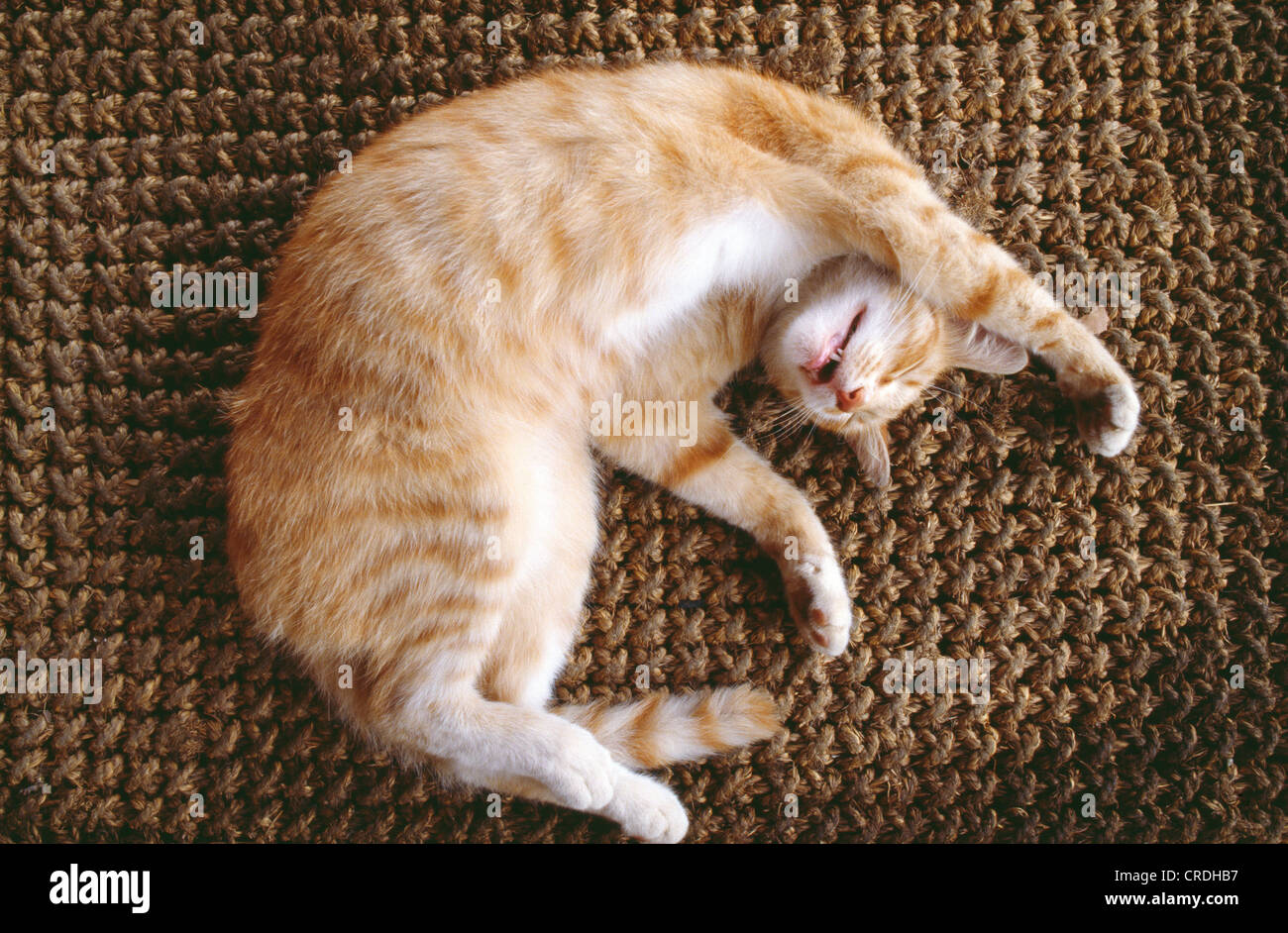 ORANGE TABBY CAT SLEEPING ON DOOR MAT Stock Photo - Alamy
