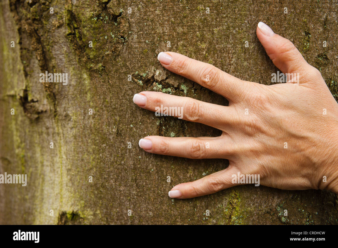 Hand on a tree trunk Stock Photo - Alamy