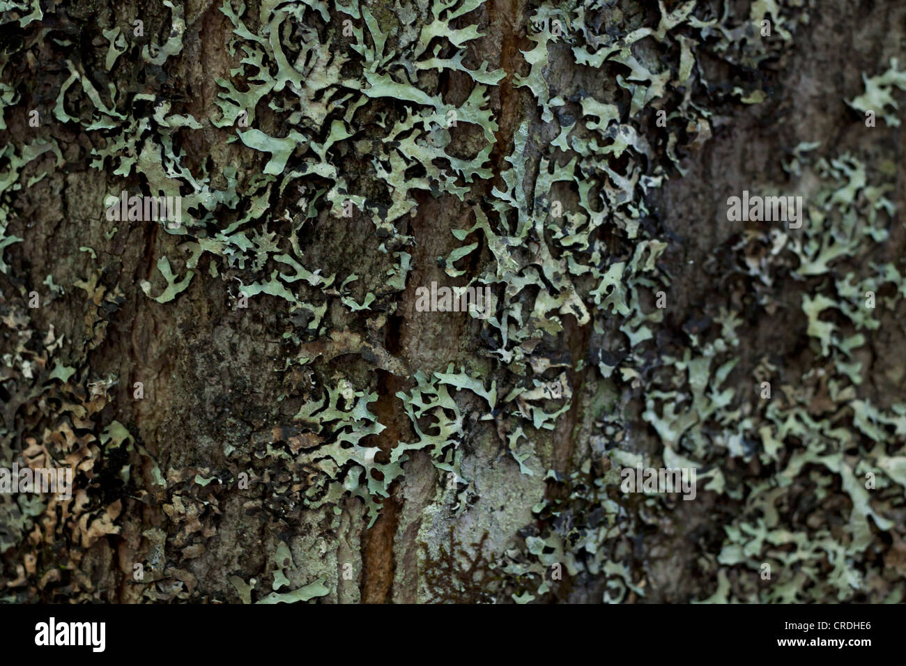 Moss covered tree hi-res stock photography and images - Alamy
