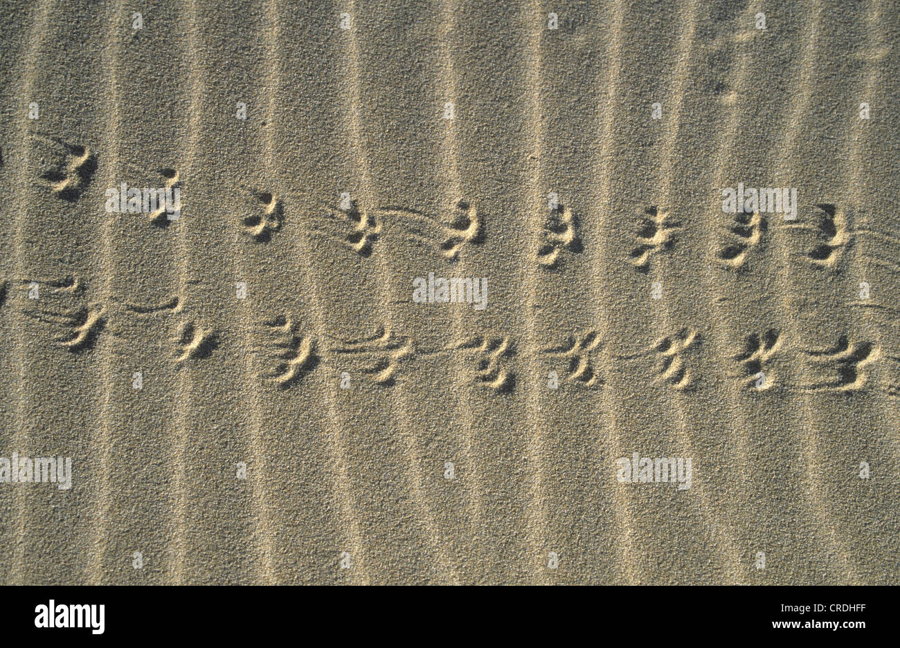 animal tracks in the sand Stock Photo - Alamy