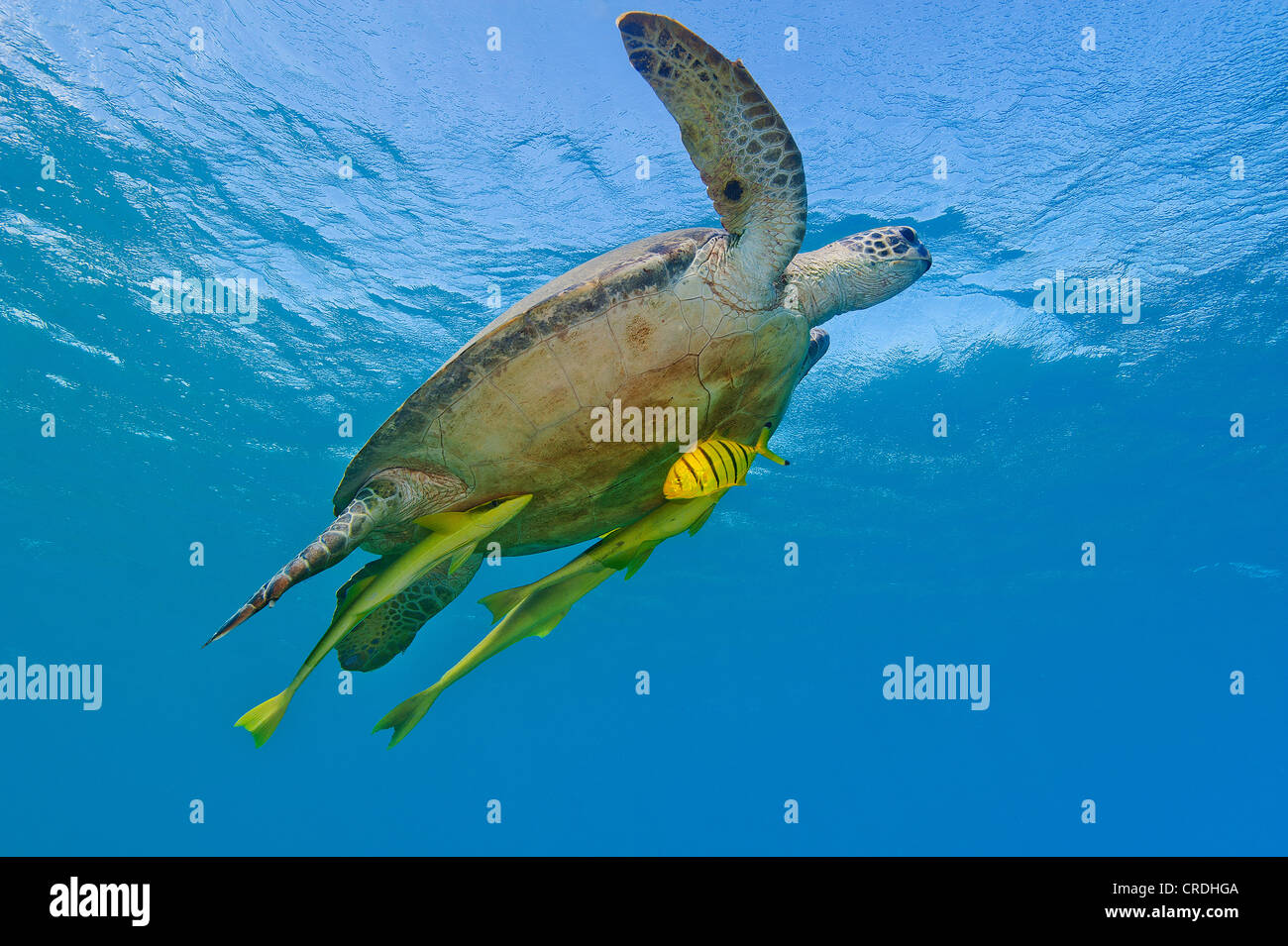 Green turtle swimming Stock Photo - Alamy