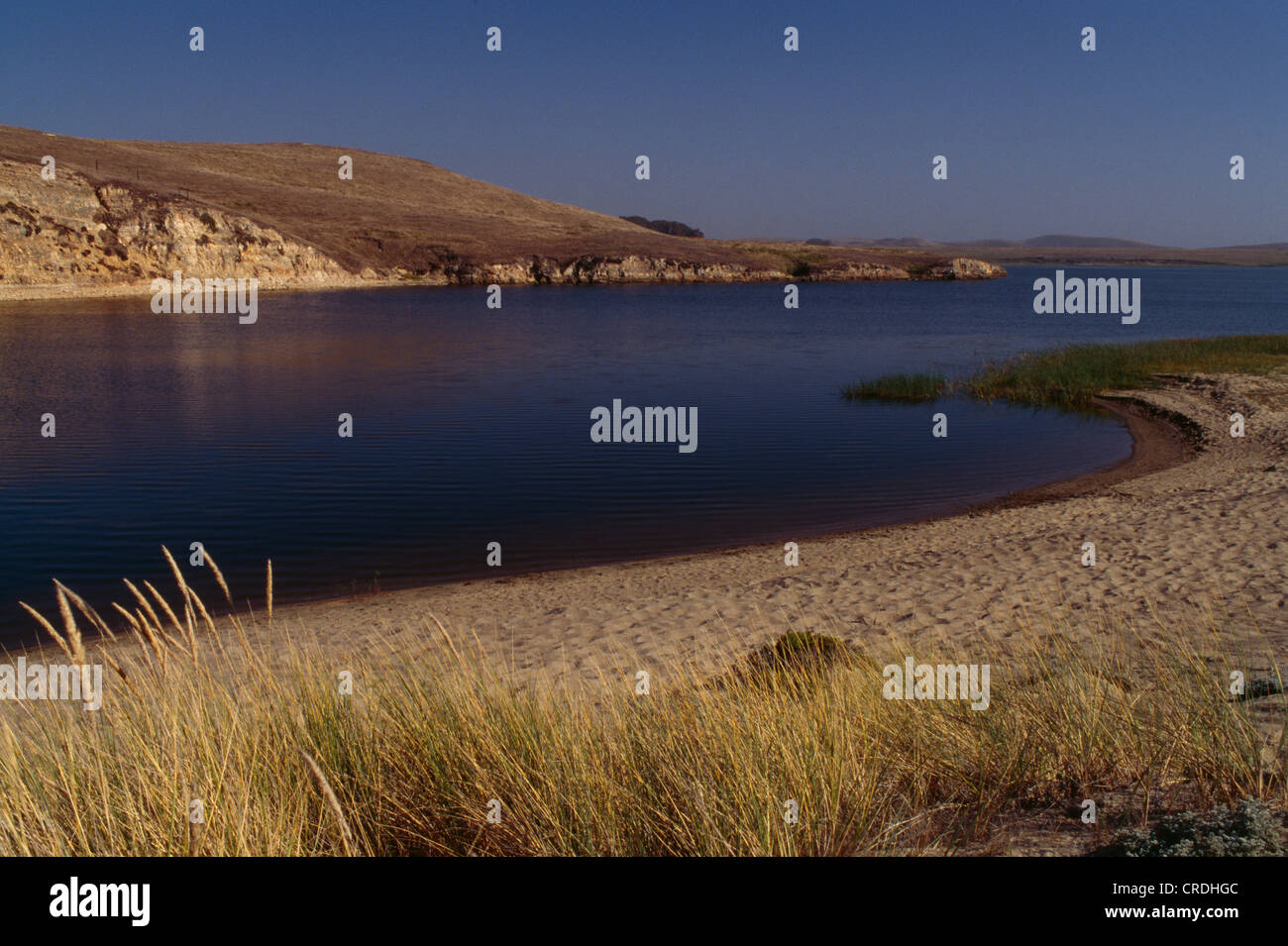 ABBOTTS LAGOON MIGRATORY WATERFOWL HABITAT, PACIFIC CORDGRASS IN ...