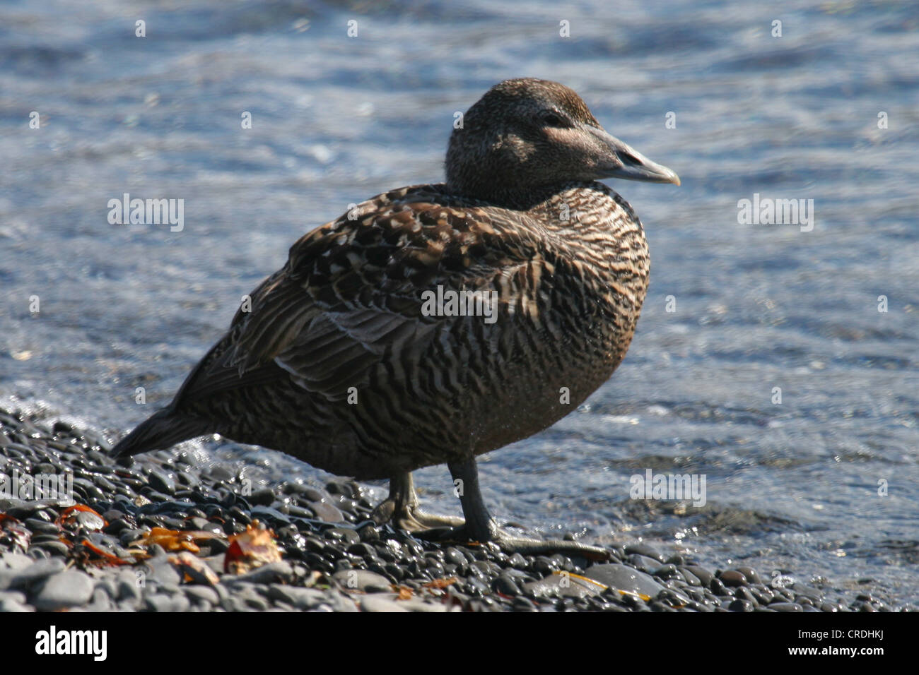 Female Eider duck stands at the waters edge, Iceland Stock Photo - Alamy
