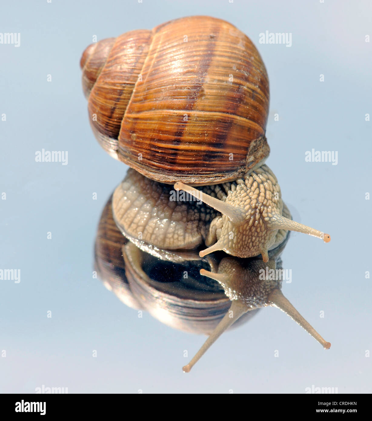 Roman snail, escargot, escargot snail, edible snail, apple snail ...