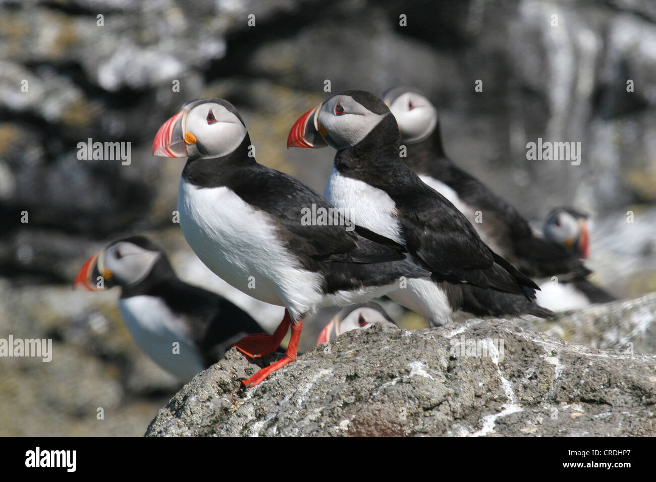 Atlantic Puffins stand on the rocks Stock Photo - Alamy