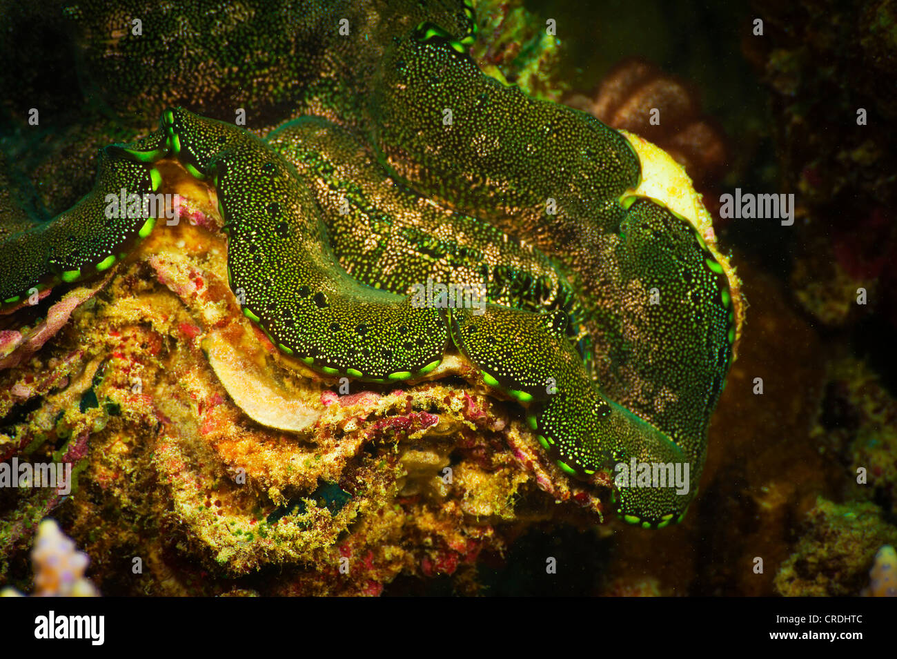 Giant clam tridacna gigas iucn red list vu vulnerable bivalves hi-res ...