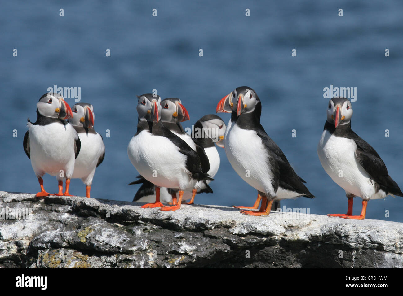 Group of Atlantic Puffins stand on rocks by the sea Stock Photo - Alamy