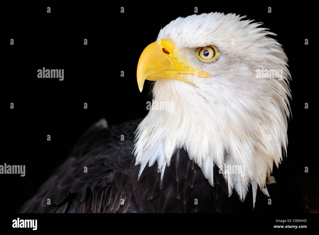 White tailed eagle photographs hi-res stock photography and images - Alamy