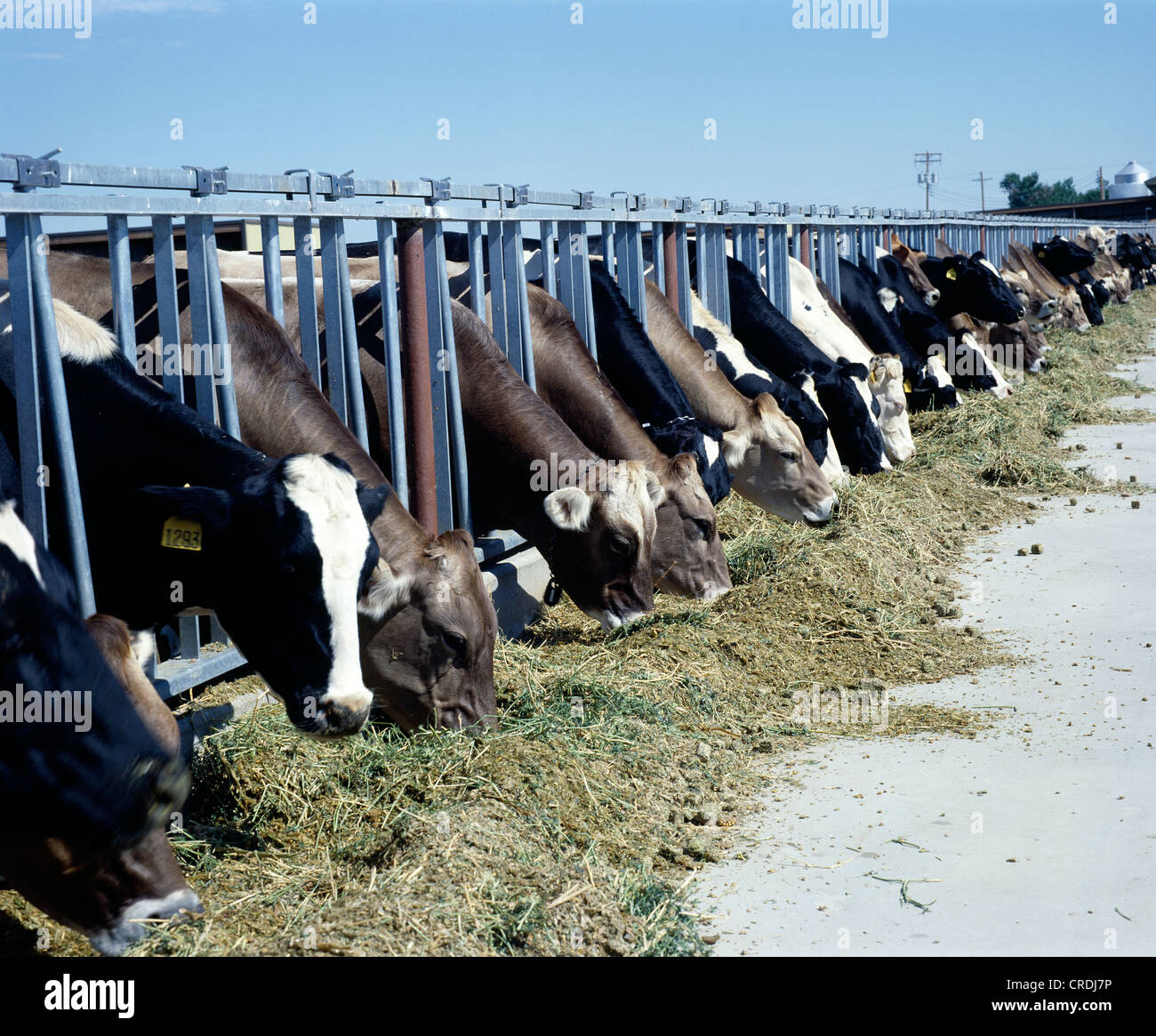 DAIRY COWS EATING HAY, SILAGE AND SUPPLEMENT / COLORADO Stock Photo - Alamy