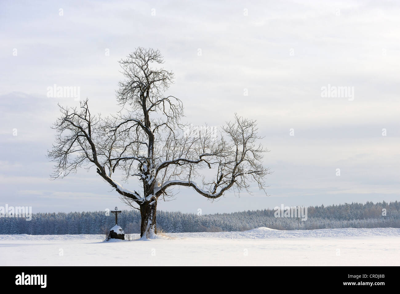 Tree of the cross hi-res stock photography and images - Alamy