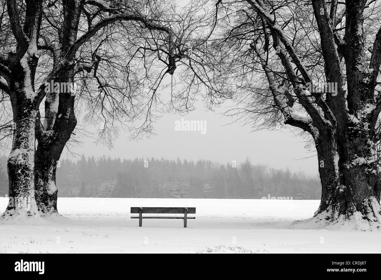 Old bench tree hi-res stock photography and images - Alamy