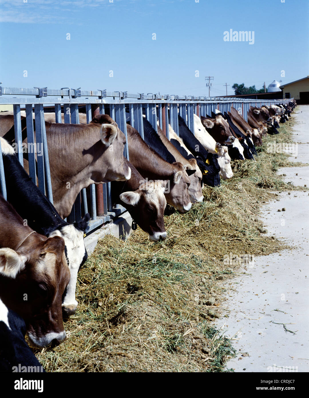 DAIRY COWS EATING HAY, SILAGE AND SUPPLEMENT / COLORADO Stock Photo - Alamy