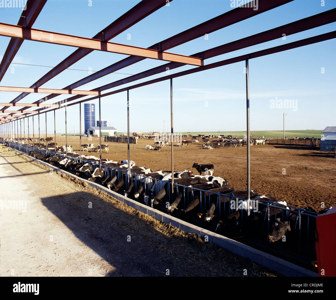 Feedlot texas hi-res stock photography and images - Alamy