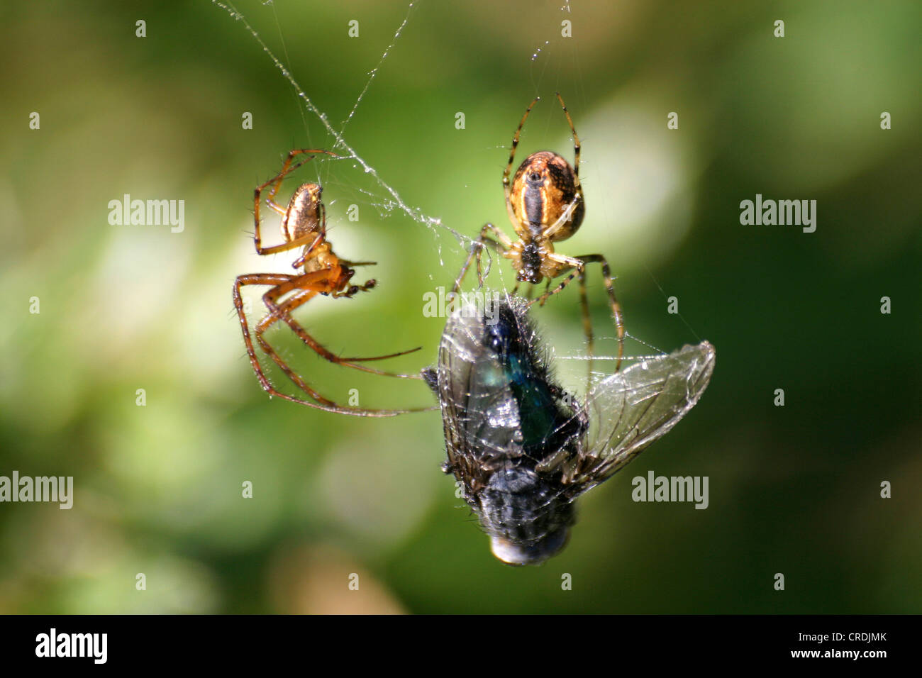 cross orbweaver, European garden spider, cross spider (Araneus ...