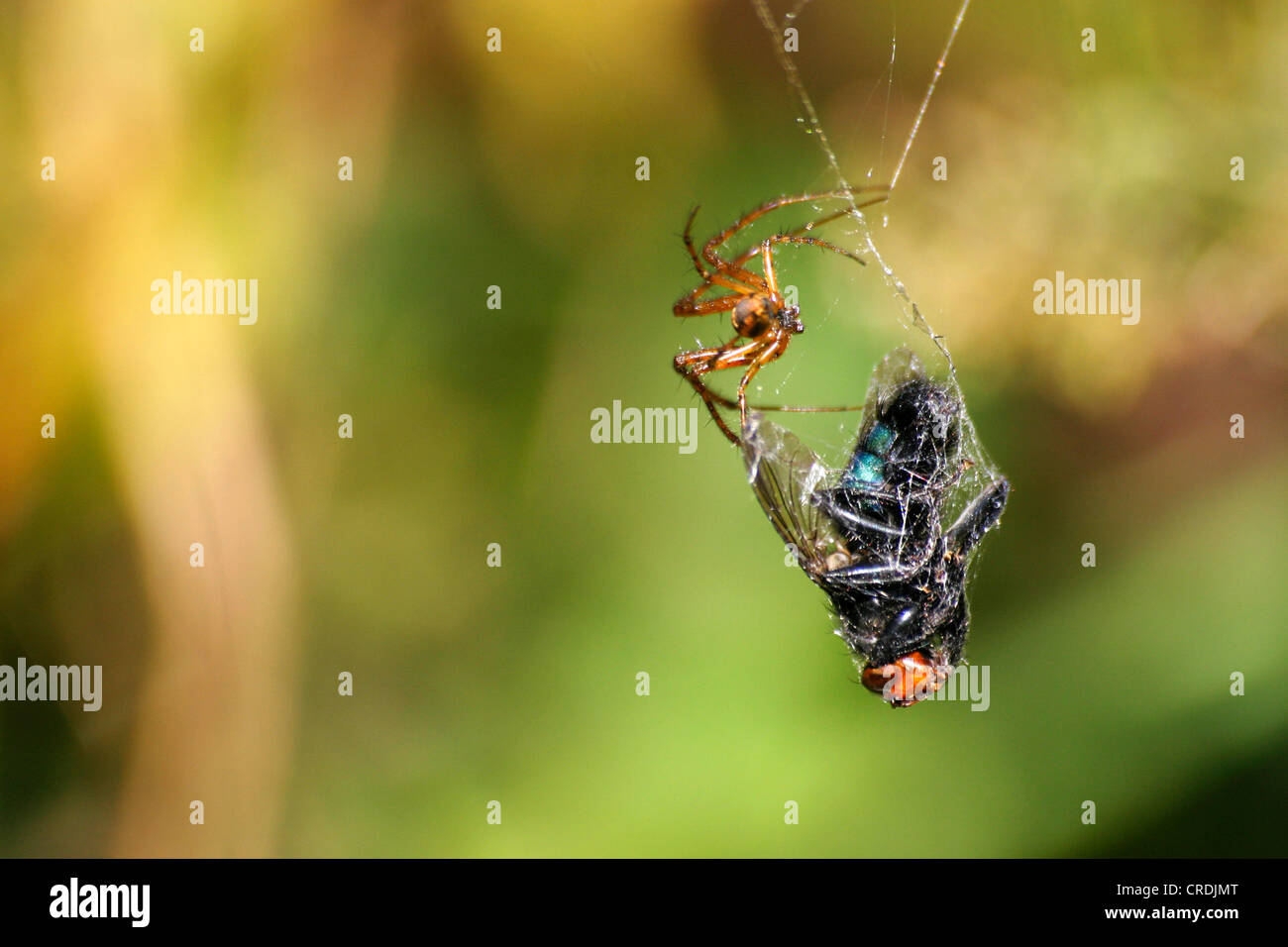 Autumn orbweaver (Meta segmentata, Metellina segmentata), spider with ...