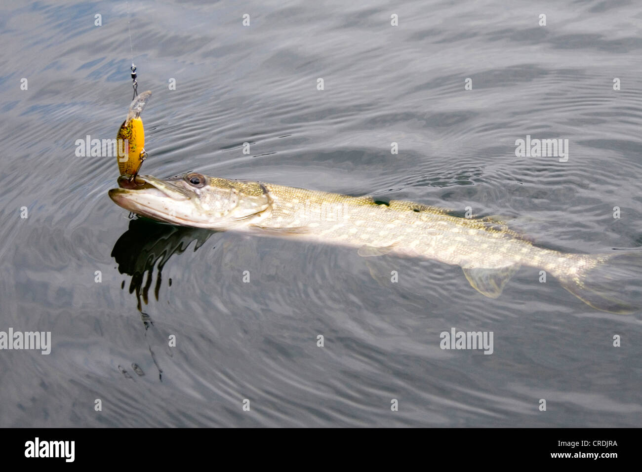 Little pike on fishhook hi-res stock photography and images - Alamy