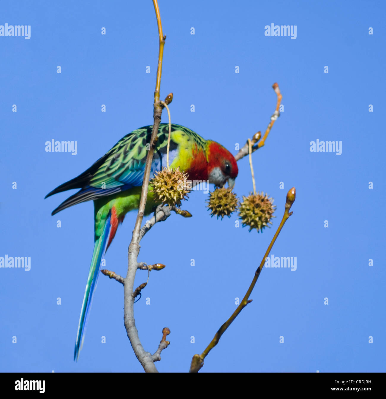 Australian rosella hi-res stock photography and images - Alamy