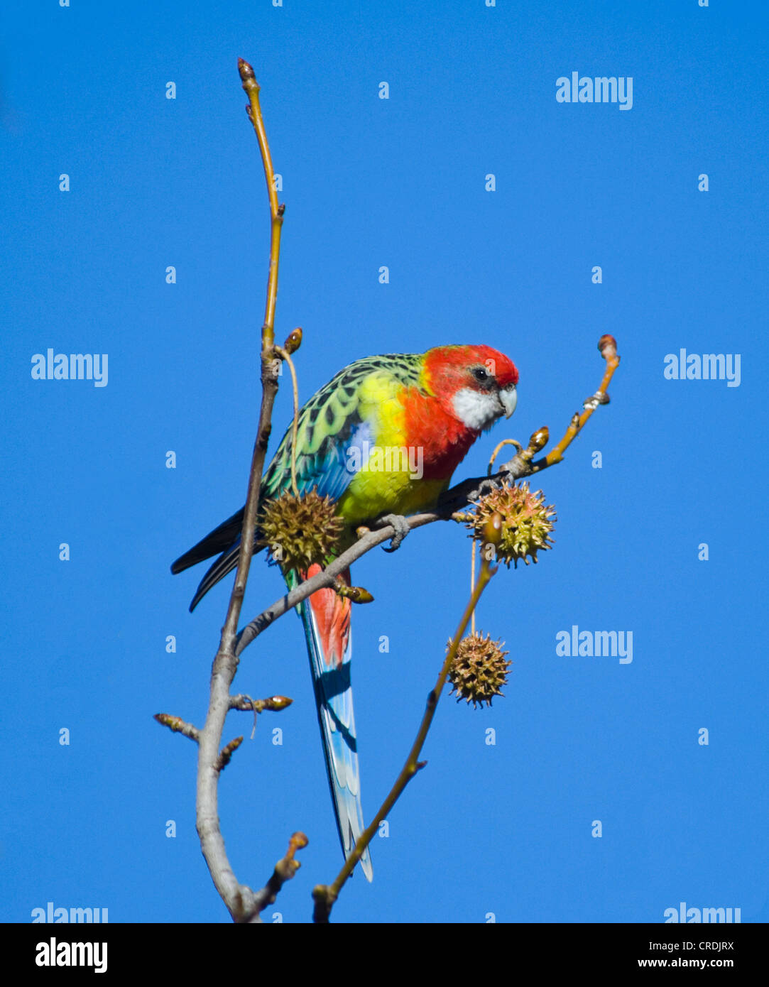 Eastern rosella hi-res stock photography and images - Alamy