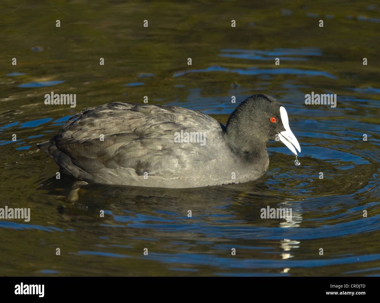 Fulica atra australia hi-res stock photography and images - Alamy