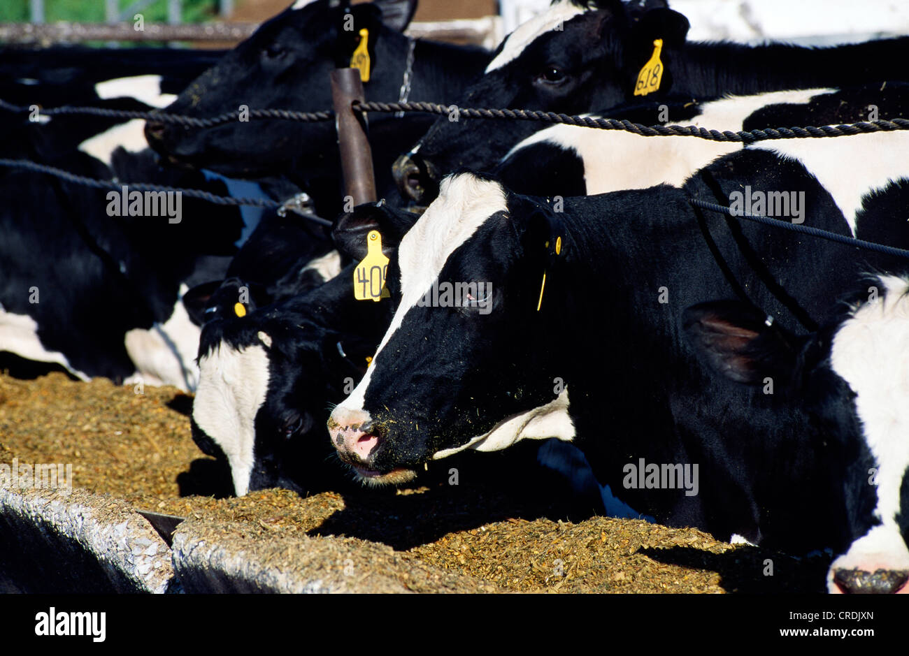 Kreider dairy hi-res stock photography and images - Alamy