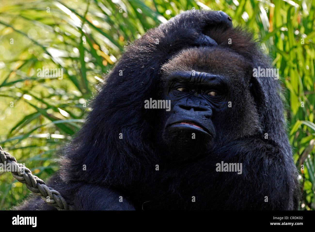 gorilla (Gorilla gorilla), portrait Stock Photo - Alamy
