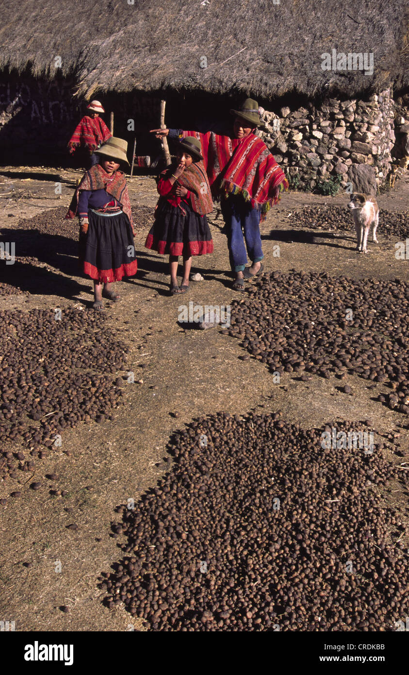 Drying potatoes at a high altitude farm. Lares, Peru Stock Photo - Alamy