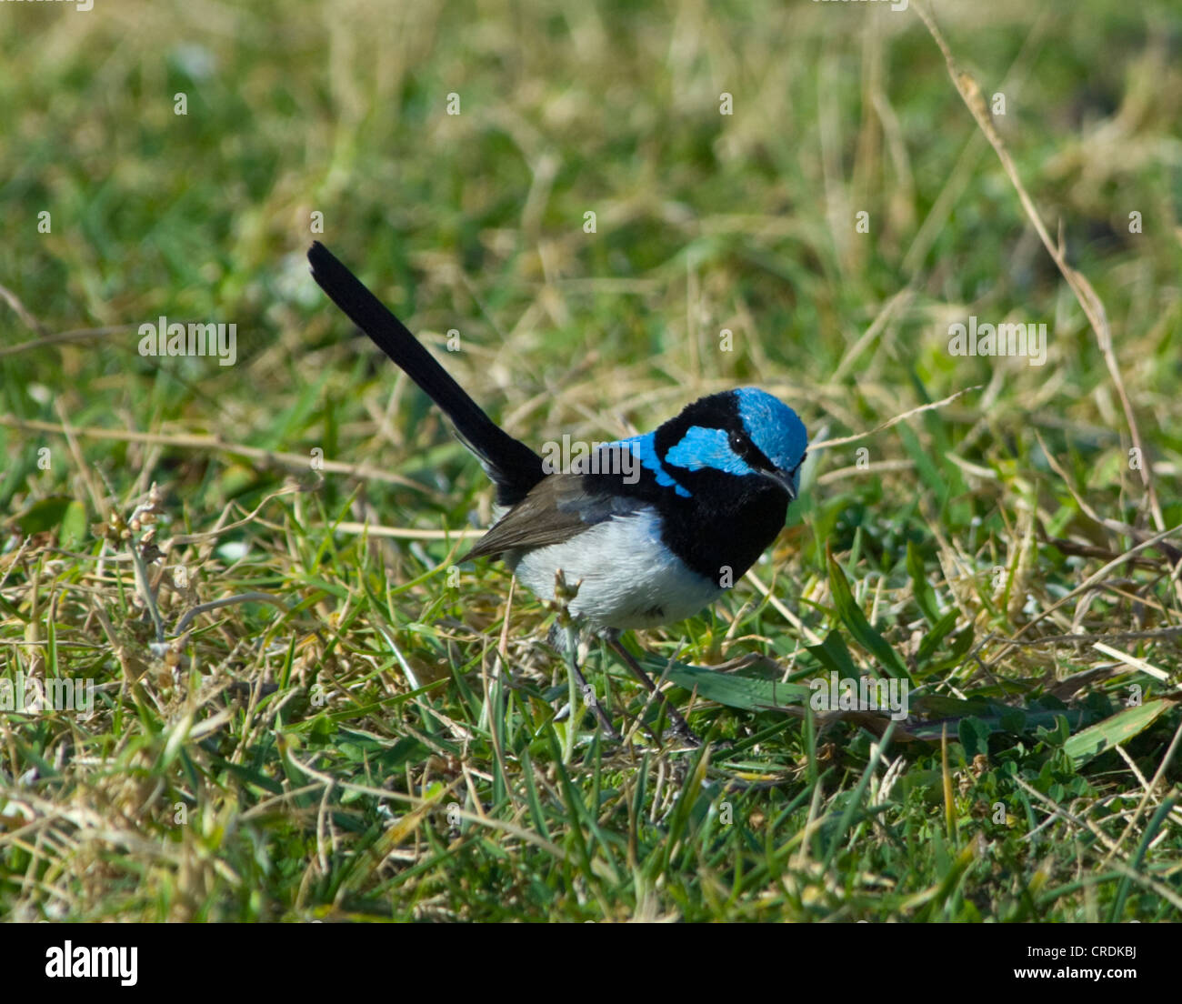 Superb Fairy-wren, Male (Malurus cyaneus Stock Photo - Alamy
