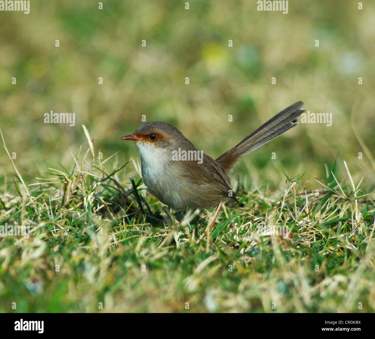 Superb Fairy-wren, Female (Malurus cyaneus Stock Photo - Alamy