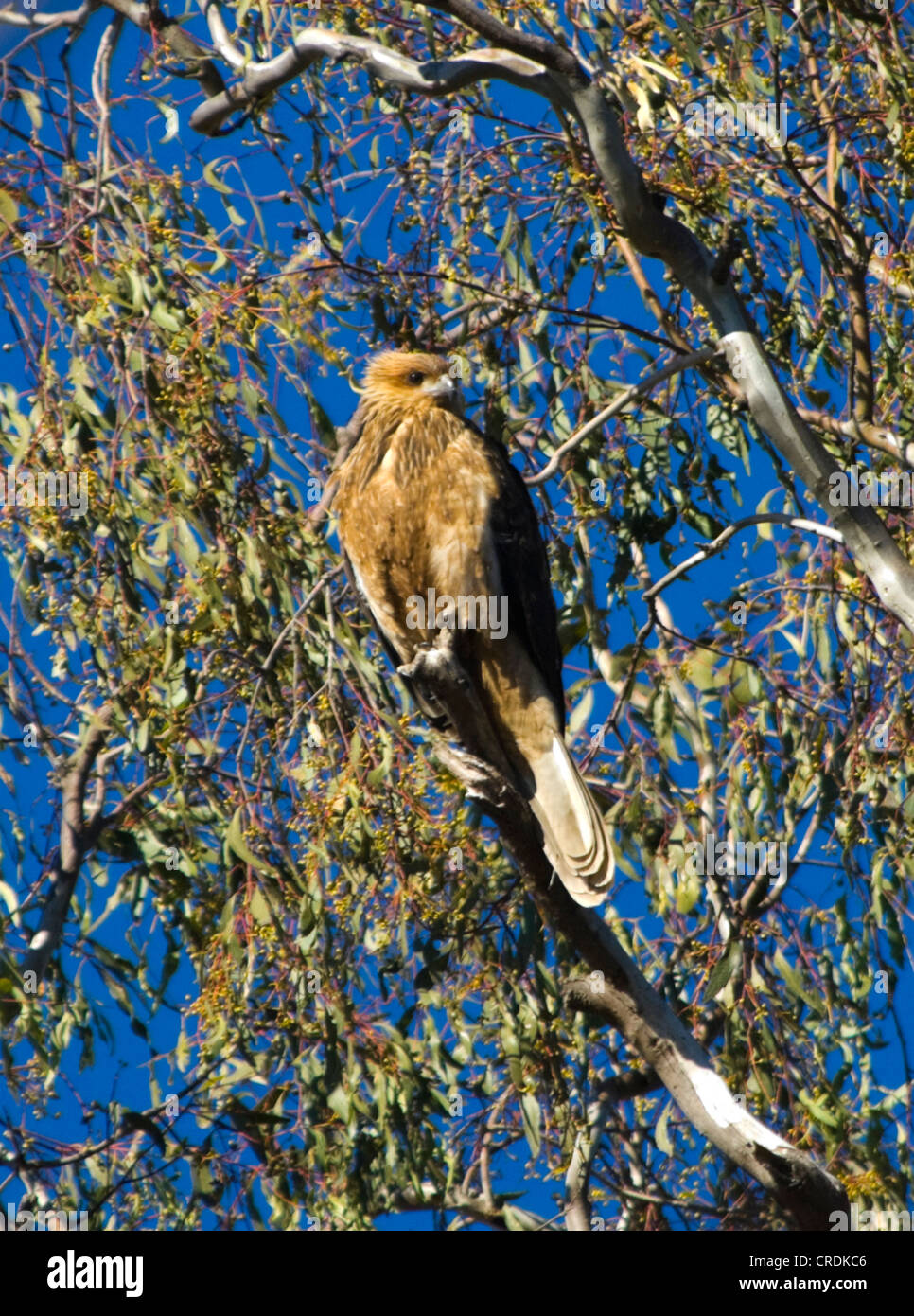 Whistling kite (Haliastur sphenurus Stock Photo - Alamy