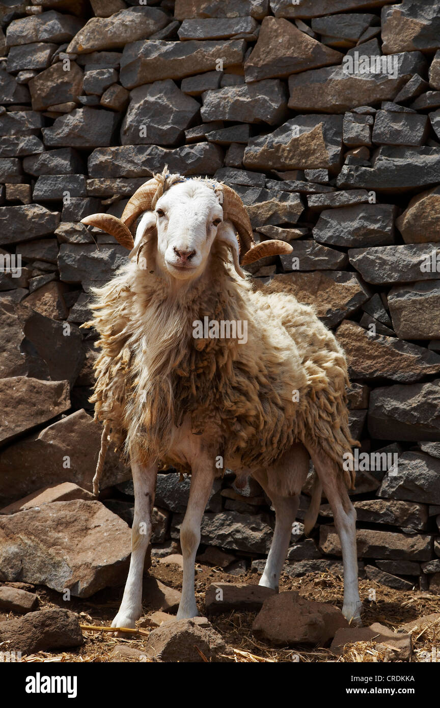 domestic sheep (Ovis ammon f. aries), sheep at the Gom Gom valley, Cap ...