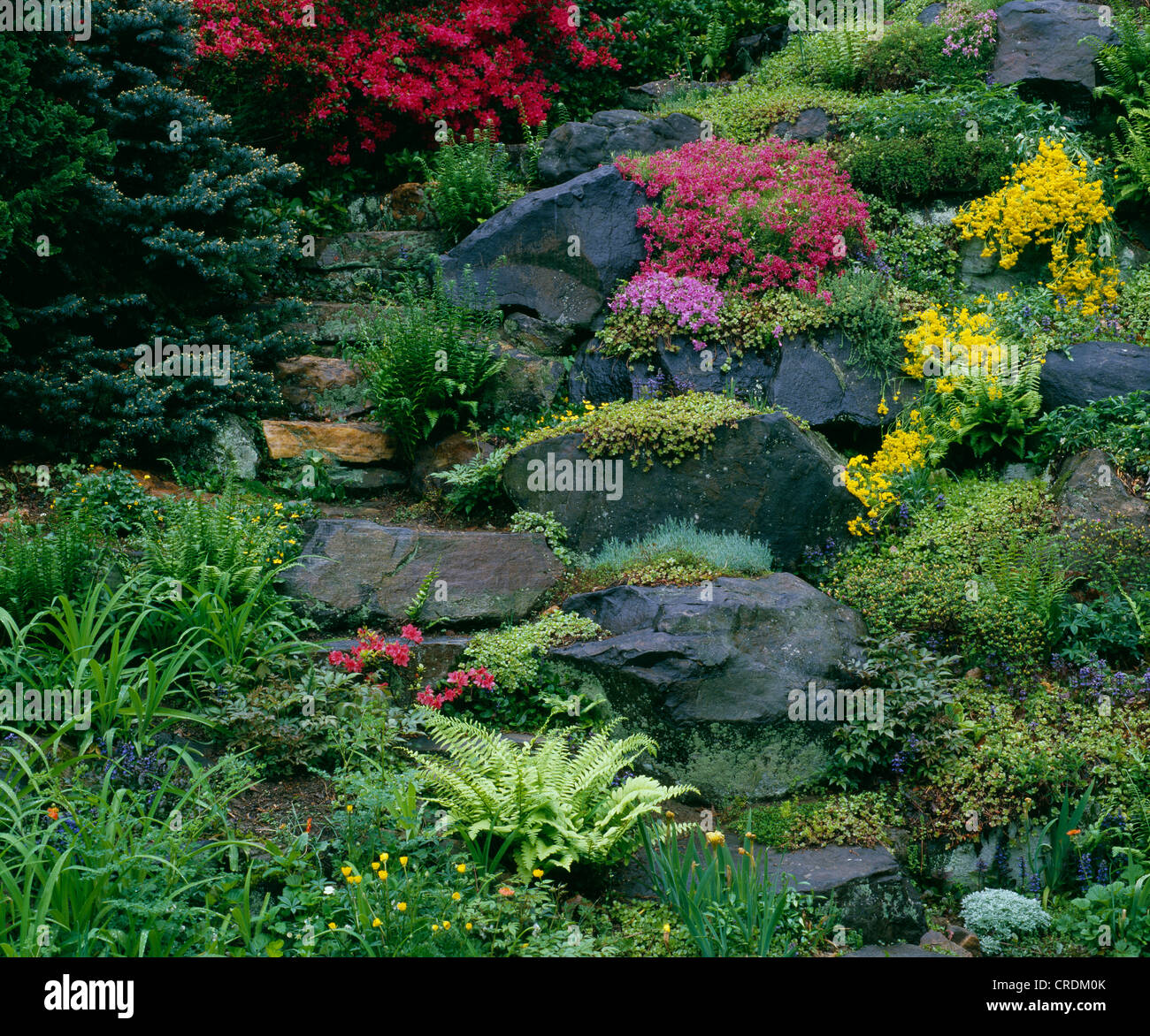 Rock garden with red azalea, mountain pink "red delight", mountain pink ...