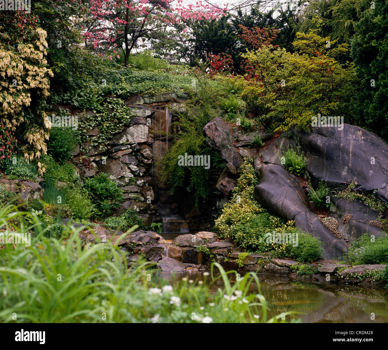 WATERFALL IN ROCK GARDEN WITH LILY-OF-THE-VALLEY BUSH (PIERIS JAPONICA ...