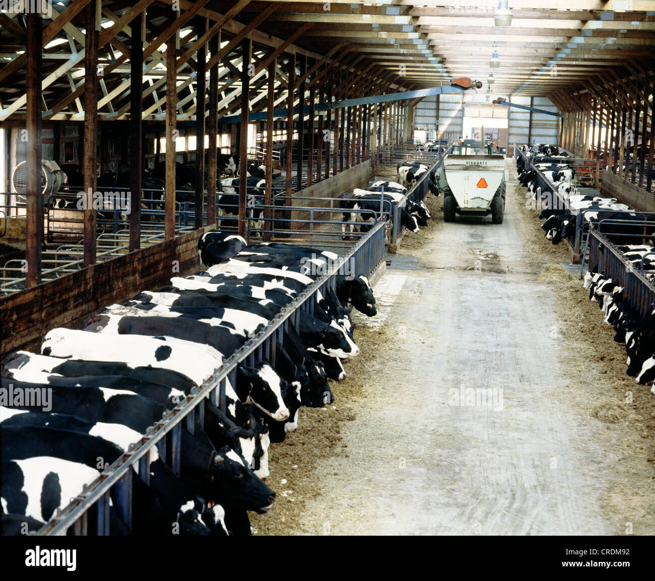FREE STALL BARN WITH MIXER WAGON / PENNSYLVANIA Stock Photo - Alamy