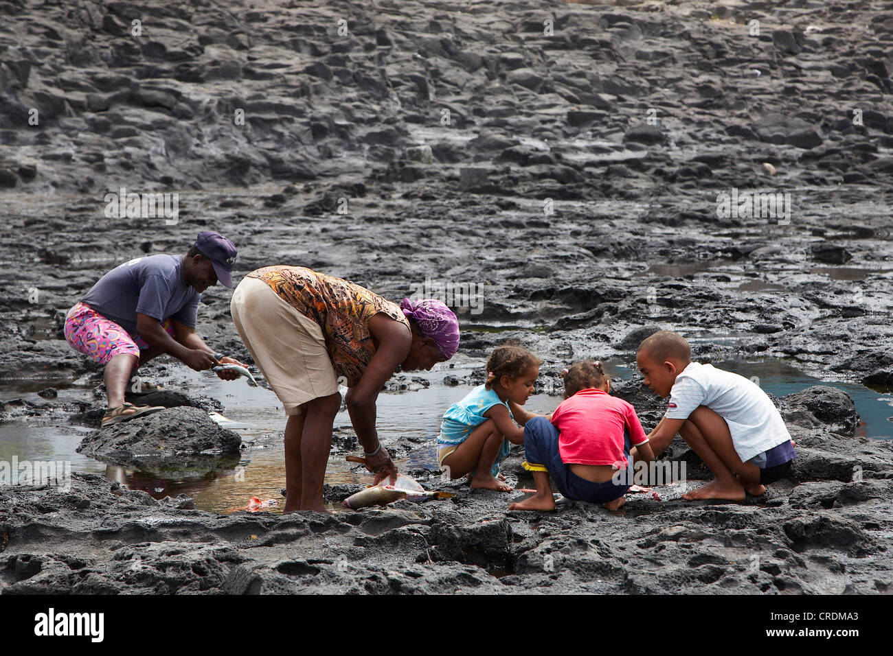 natives disembowel fishes after fishing at the harbour, Cap Verde ...