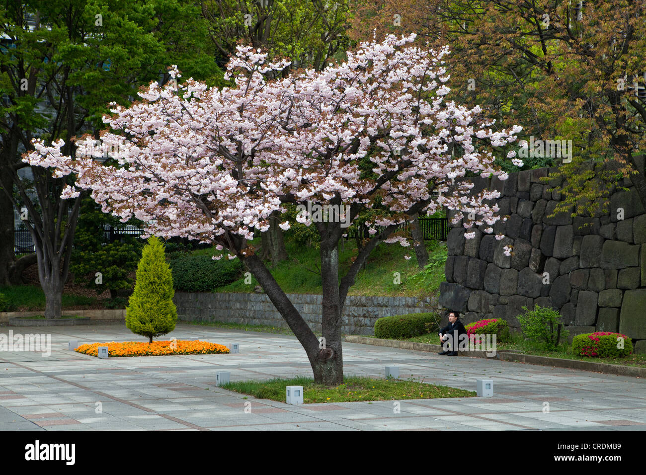 Japanese man looking at a flowering cherry tree, Tokyo, Japan, Asia ...