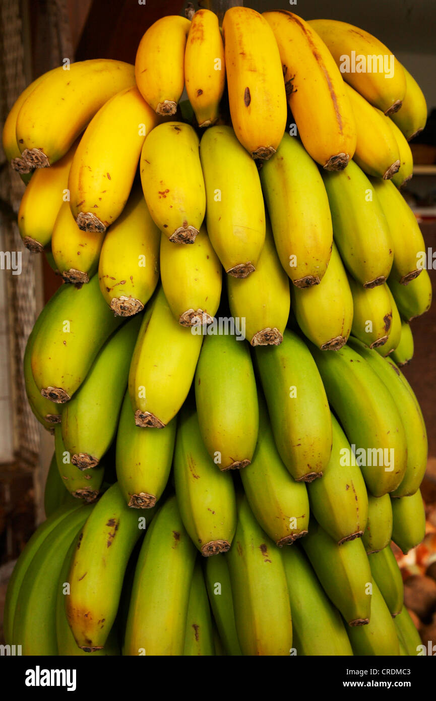banana (Musa paradisiaca, Musa x paradisiaca), at the market, Madeira ...