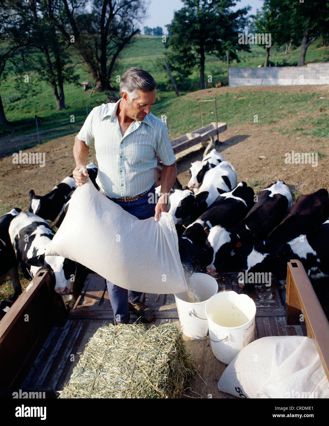 FEEDING HOLSTEIN HEIFERS COB CHOP / PENNSYLVANIA Stock Photo - Alamy