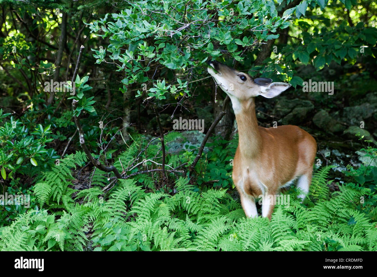 White-tailed deer, whitetail or Virginia deer (Odocoileus virginianus ...