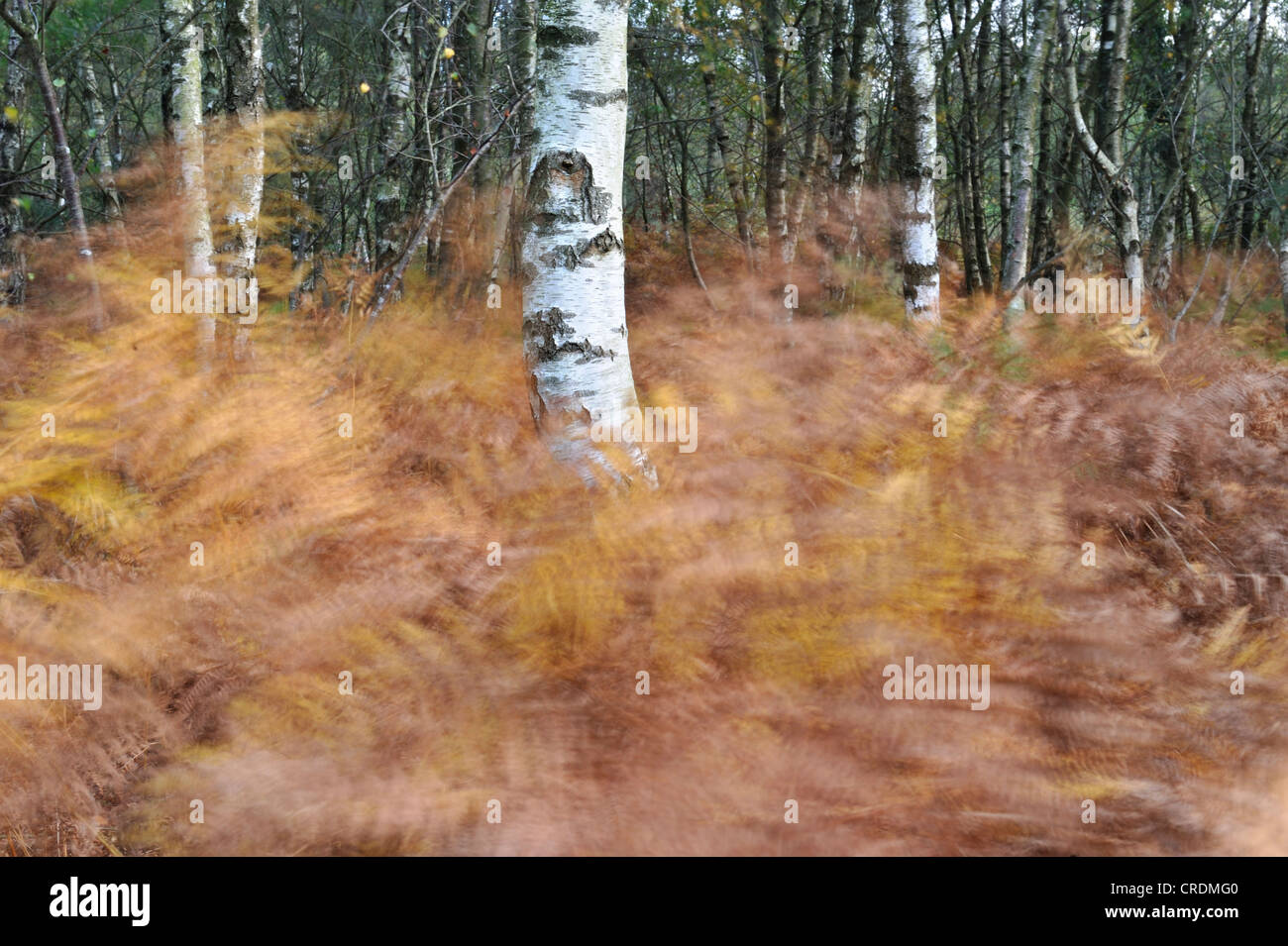 New forest attractions hi-res stock photography and images - Alamy