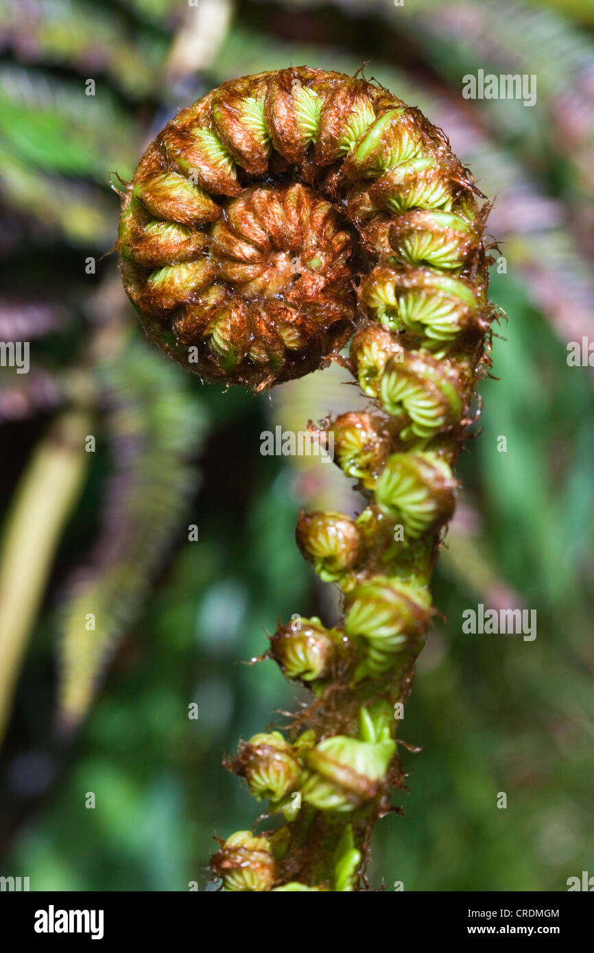 Unfurling fern frond hi-res stock photography and images - Alamy