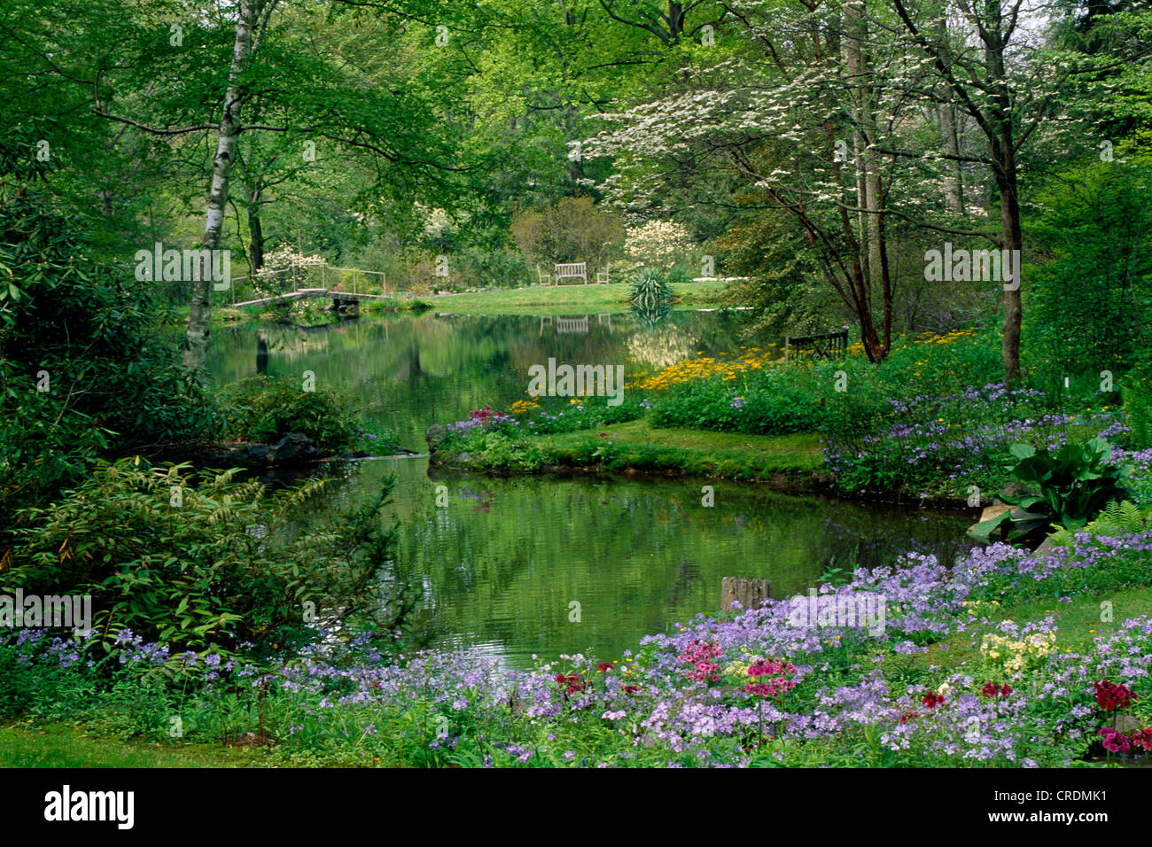 Creeping water primrose hi-res stock photography and images - Alamy