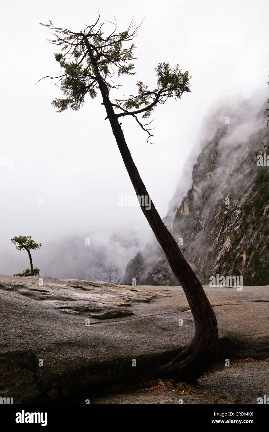 Pine trees above the Vernal Fall in Yosemite National Park, California ...