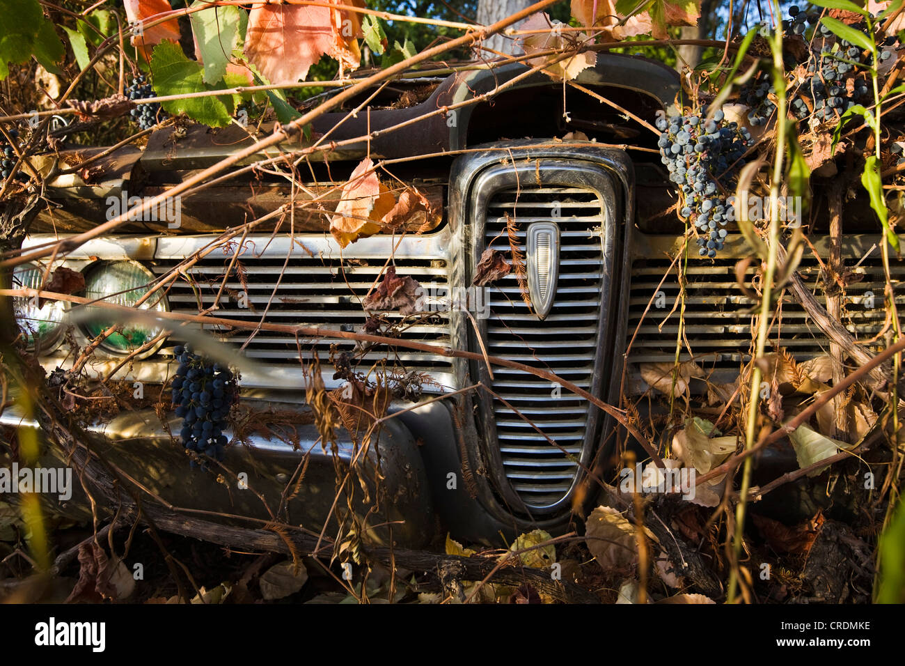 Trees and vines growing through an old rusty limousine, art ...