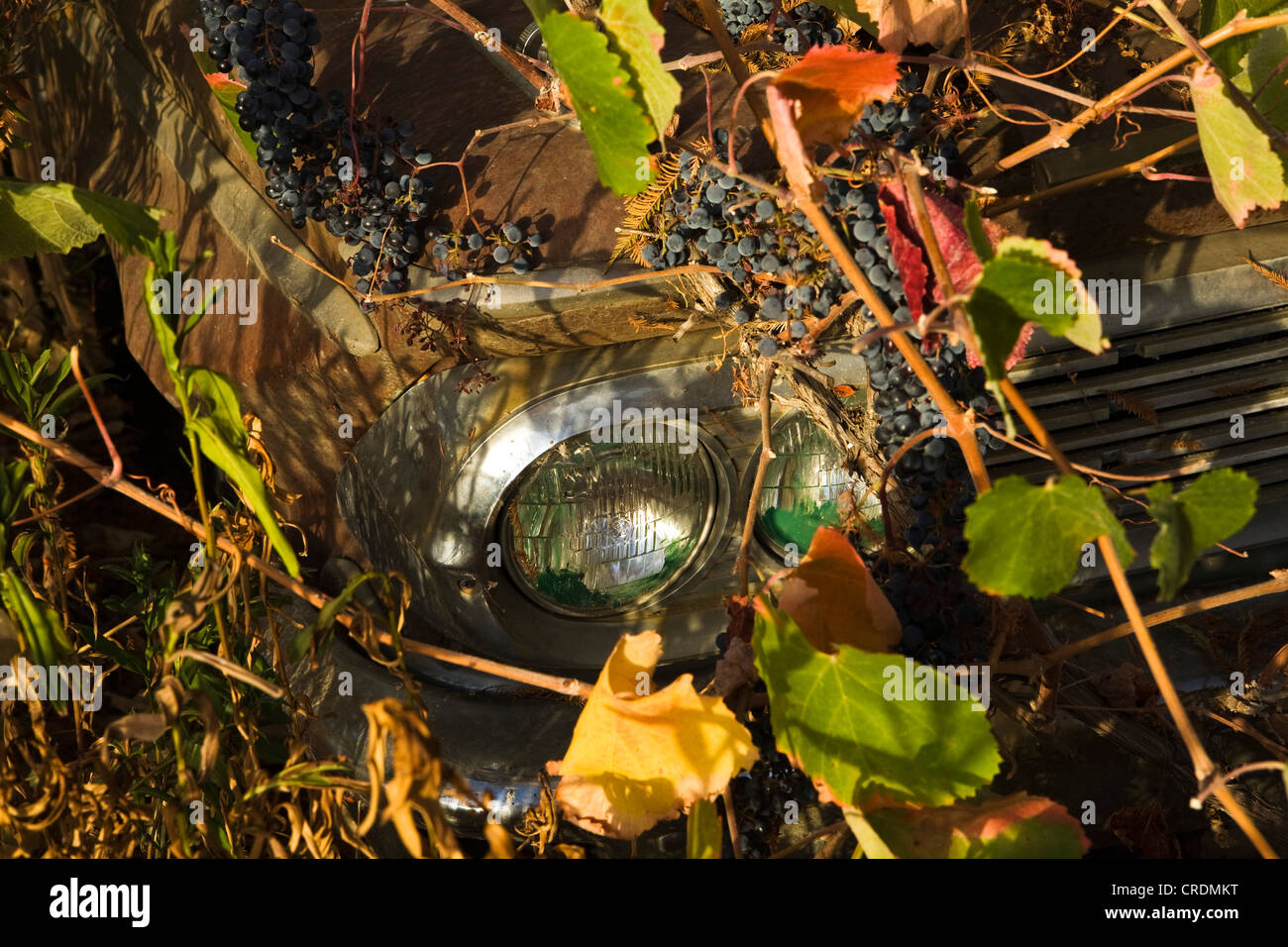 Rusty old vehicles hi-res stock photography and images - Alamy