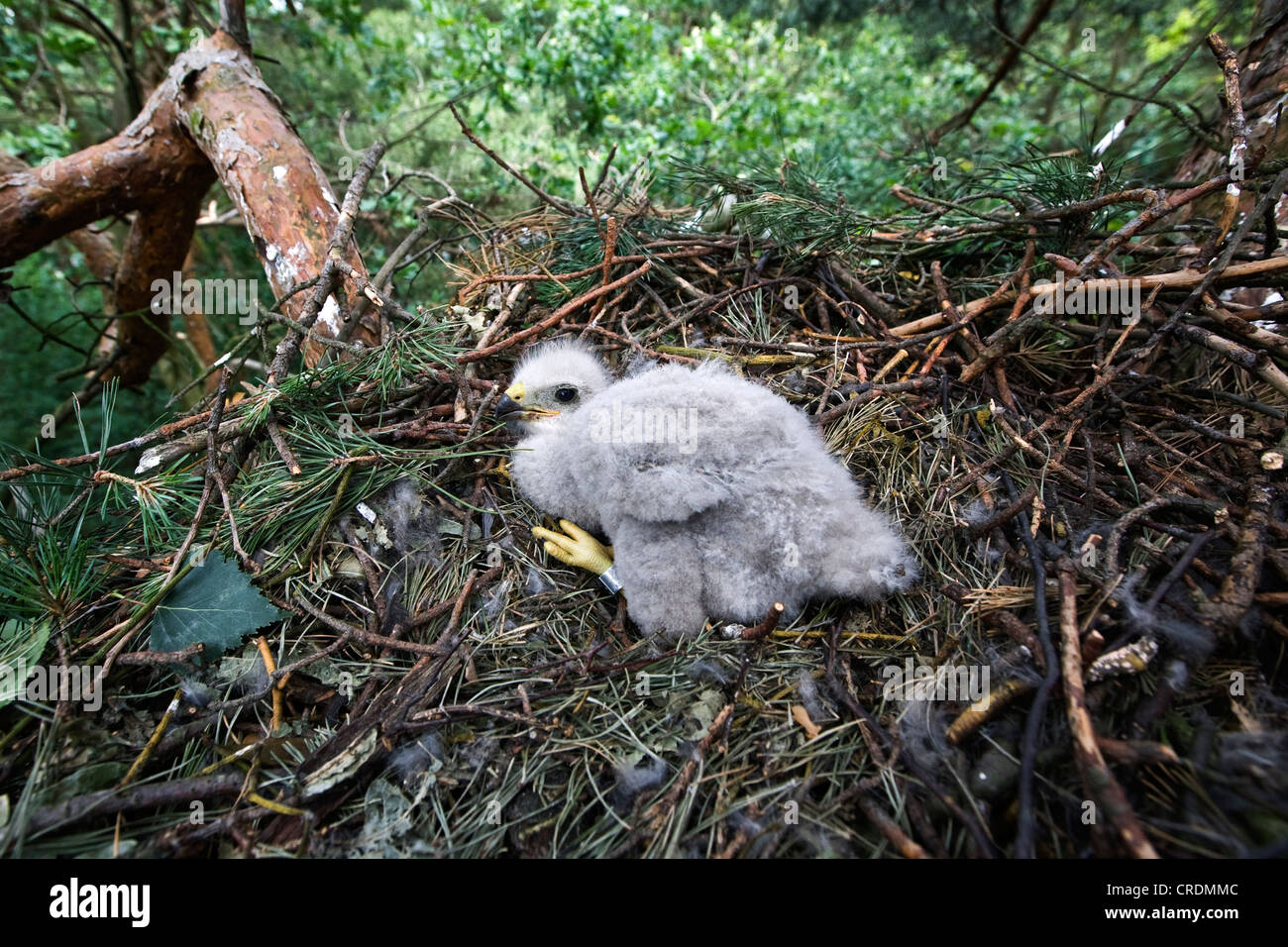 Buteo buteo common buzzard nest hi-res stock photography and images - Alamy