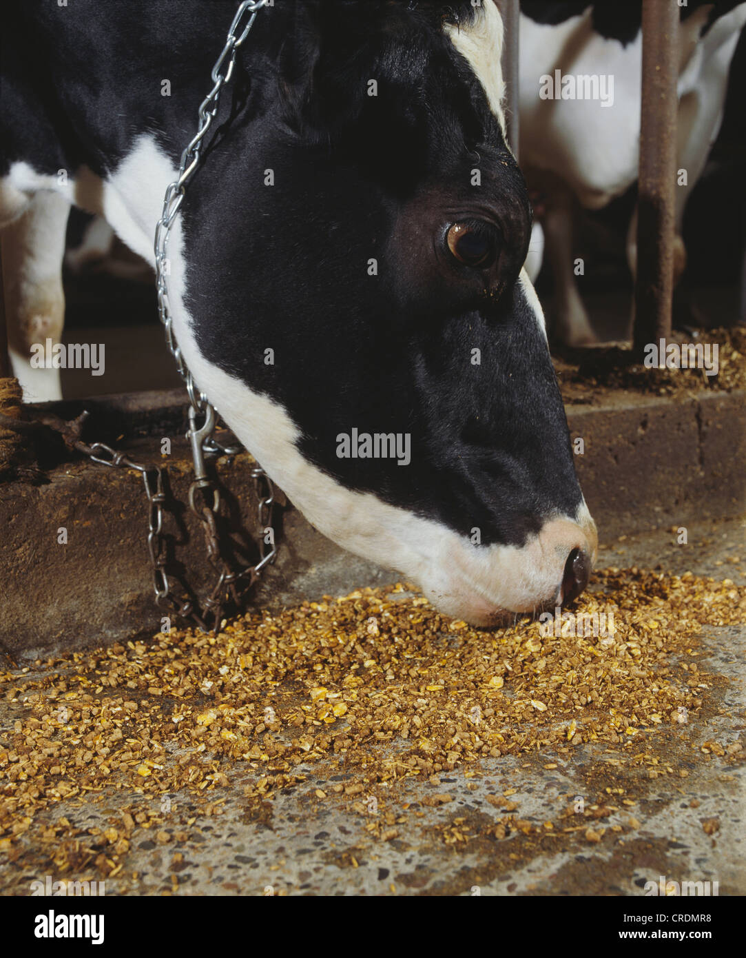 Cow eating grain hi-res stock photography and images - Alamy