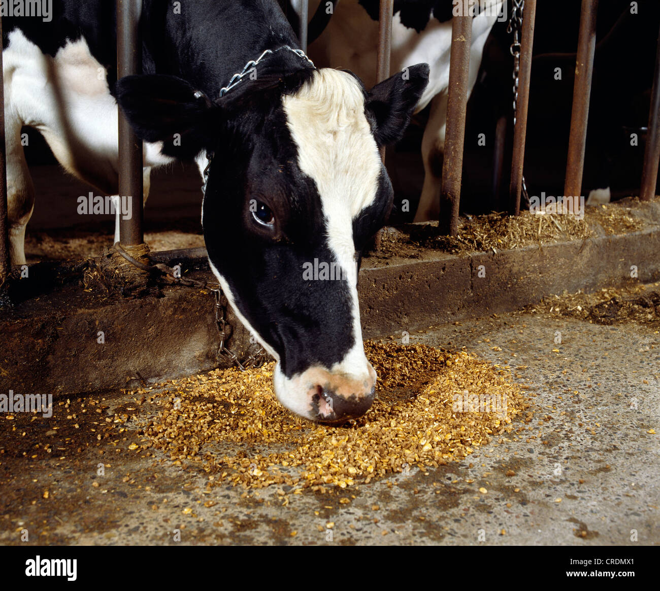 Cow eating grain hi-res stock photography and images - Alamy